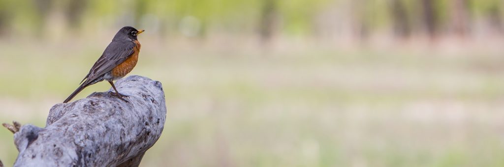 bird – Questions and Answers